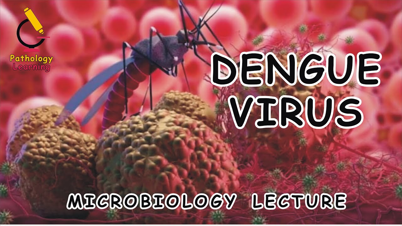 Dengue Virus Microbiology Lecture by Assoc. Prof. Dr. Nadia Wali - YouTube