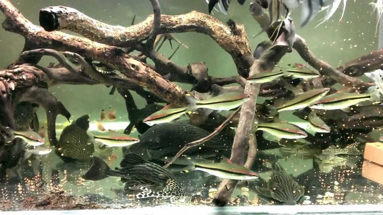 Pleco tank - YouTube