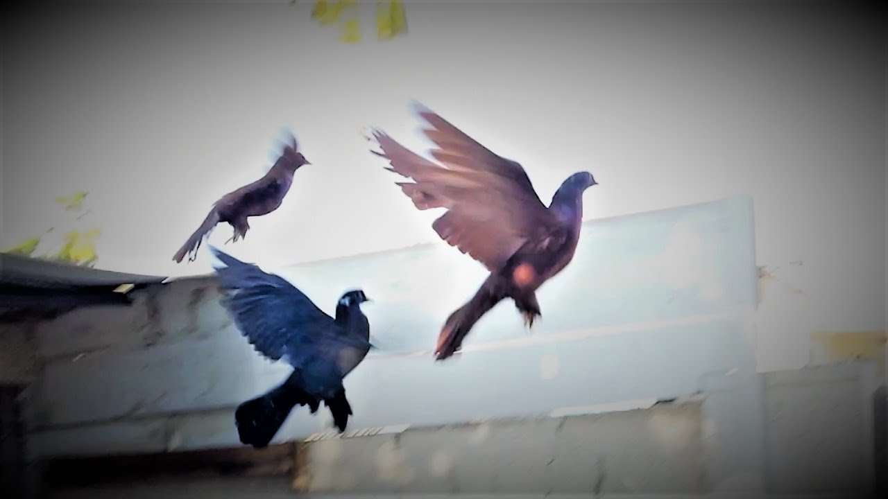 Iraqi Pigeons with Sabah - YouTube