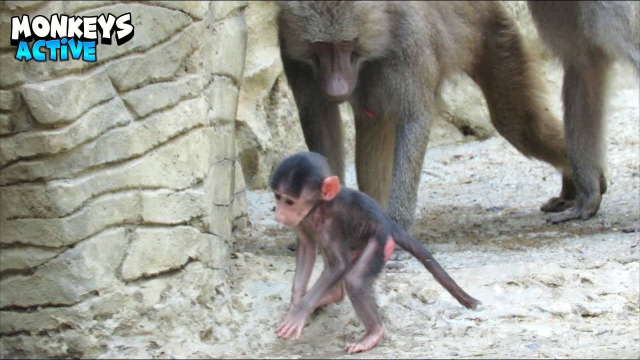 Beautiful Baby Monkey Playing Around - YouTube