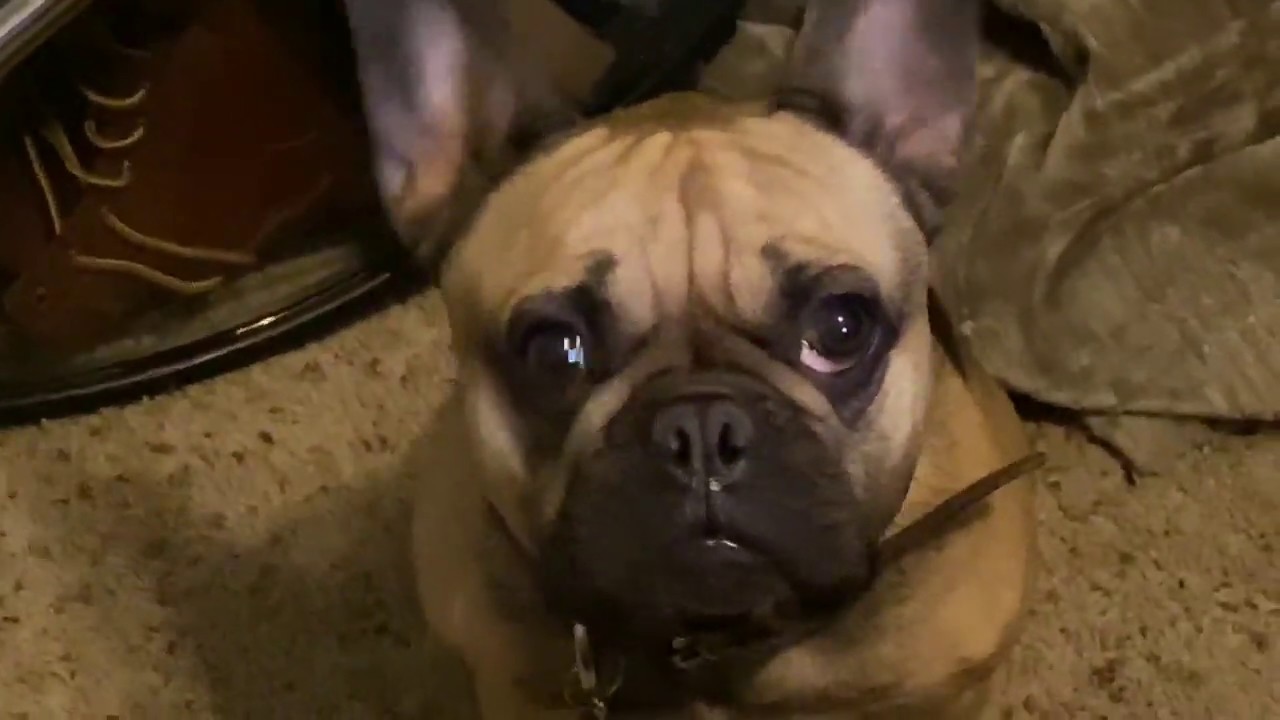 HOW TO FIX A FRENCH BULLDOG EYE BALL!! (Cherry Eye) - YouTube