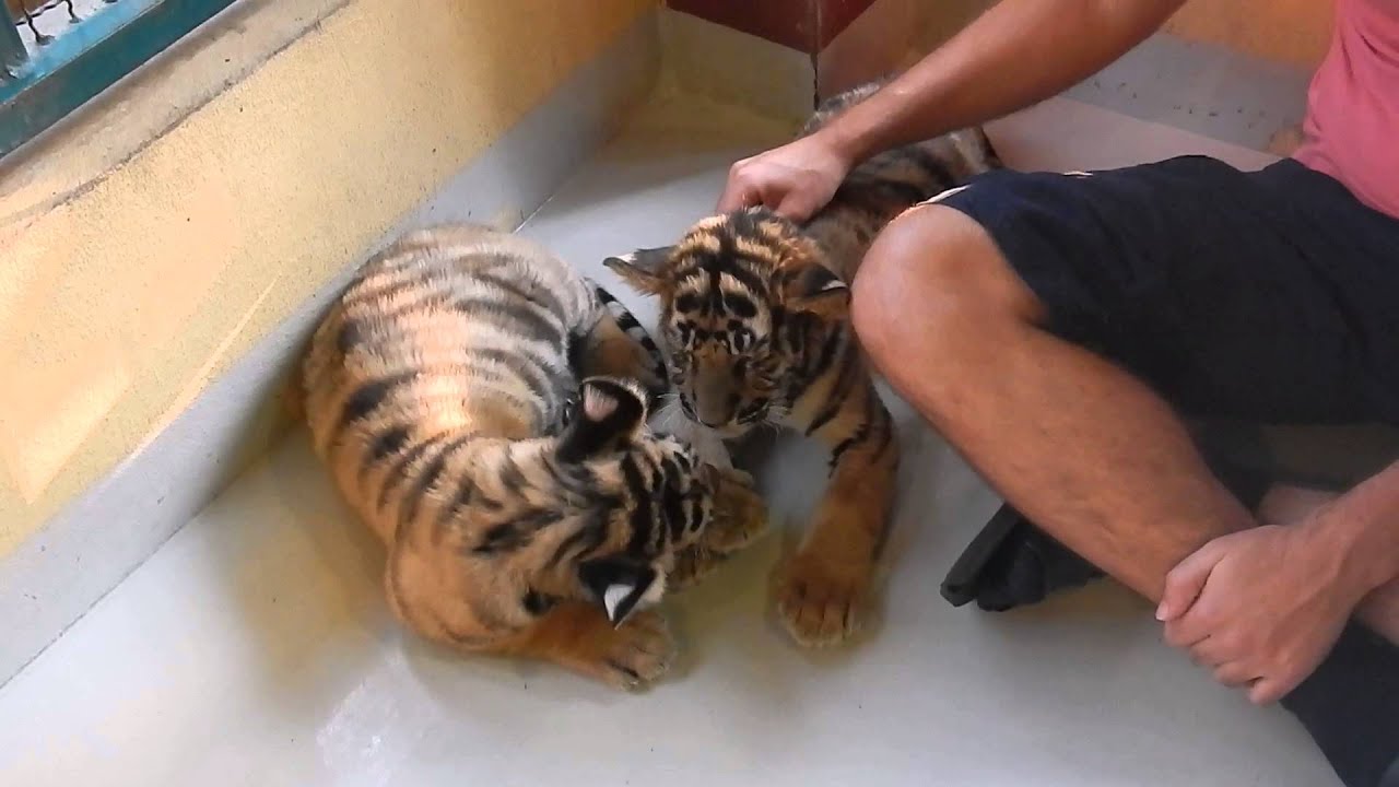 Baby tigers (2 months) cuddling! - Chiang Mai / Tiger Kingdom - YouTube