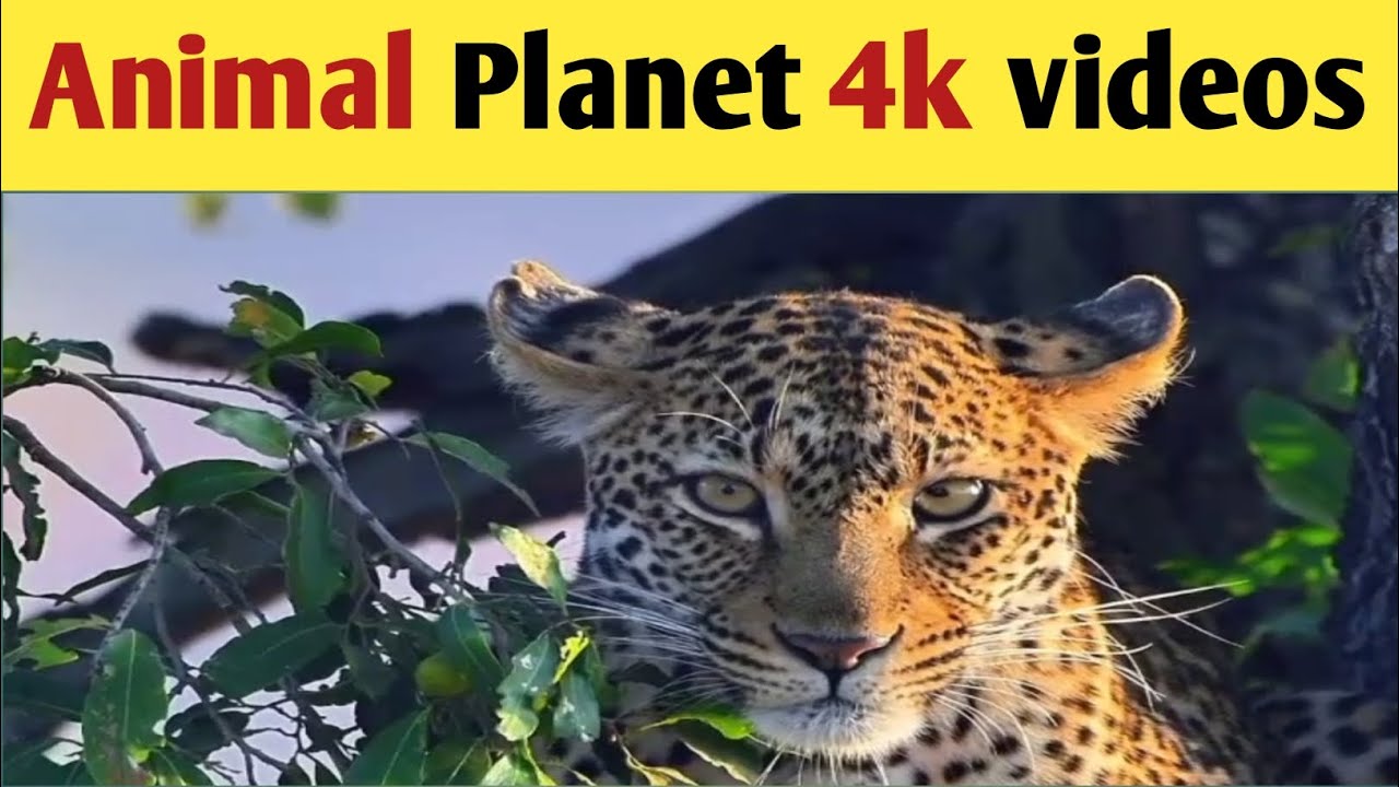 Animal Planet 4k videos-4k discovery animal|discovery animal wildlife#animaldocumentry - YouTube