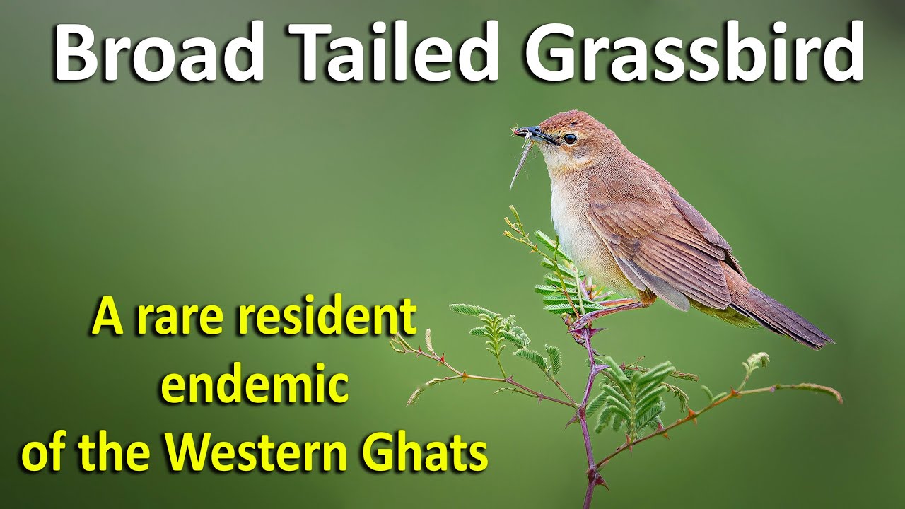 Broad Tailed Grassbird