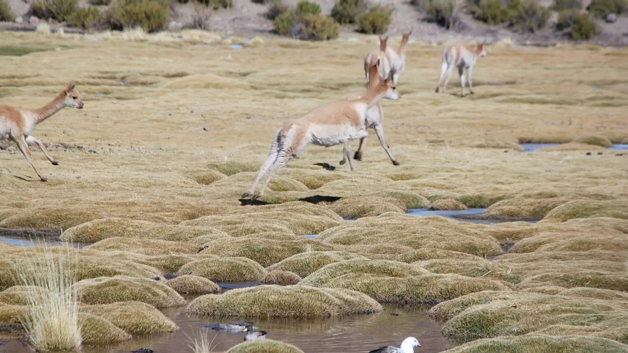 Vicuna playing! - YouTube
