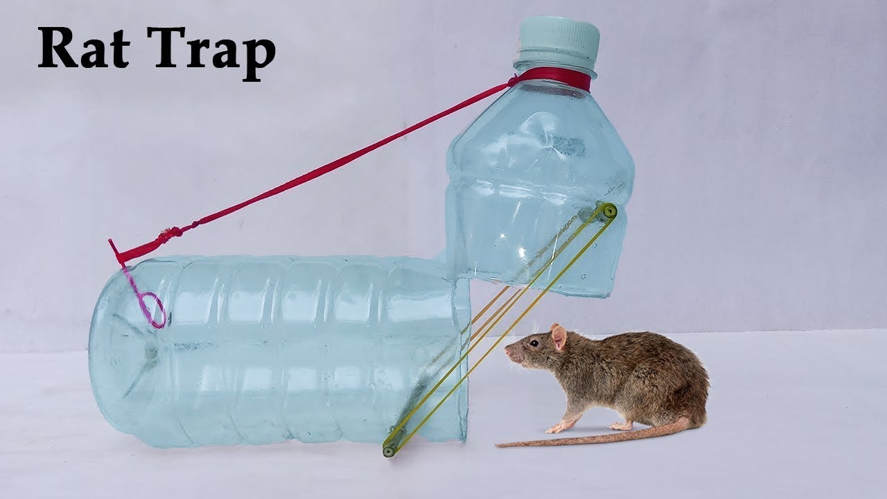 Make Easy Mouse / Rat Trap | how to make Plastic bottle Mouse / Rat ...