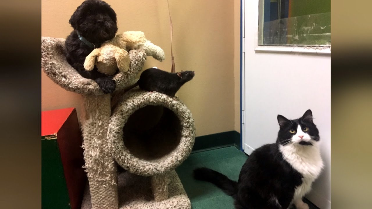 Rescued Cat, Rat and Dog Just Can't Be Apart at Shelter After Becoming ...