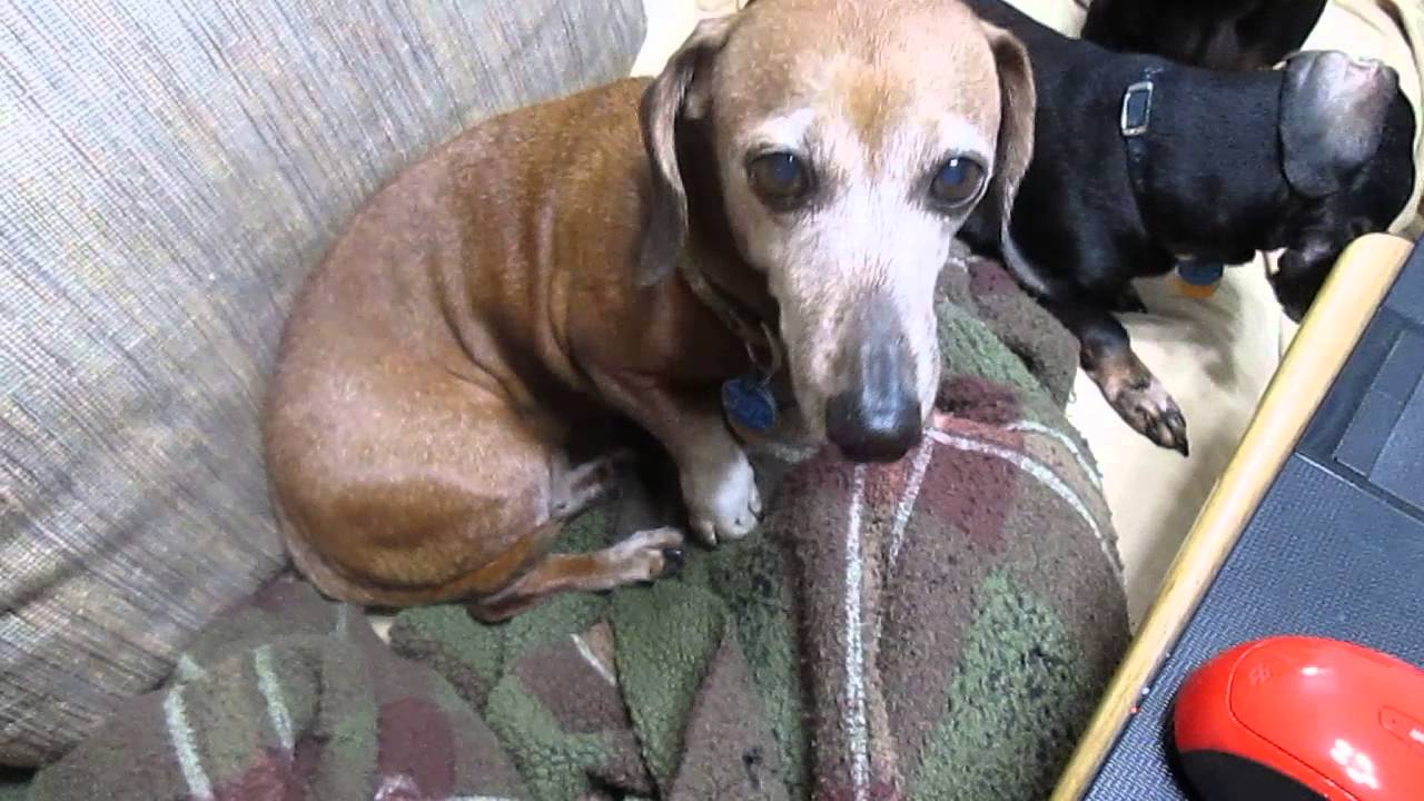 BAD DOG! - YouTube