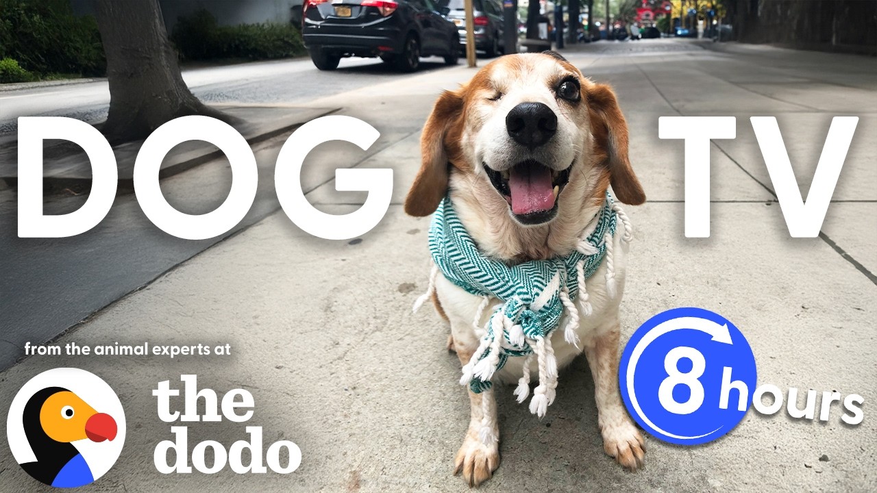 Dodo Dog TV 🐶 8+ Hours of Calming Chesapeake Bay Waves for Dogs With ...