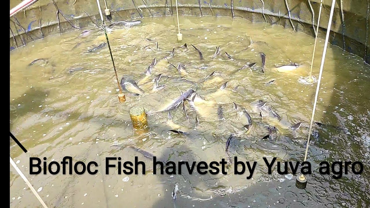 Biofloc Fish harvesting Yuva agro farm and research center. - YouTube