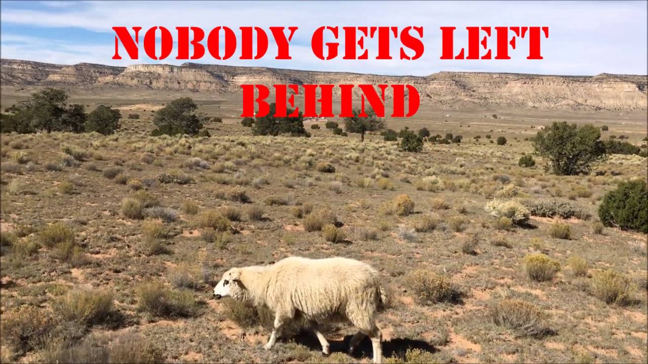 How to Herd Sheep - YouTube