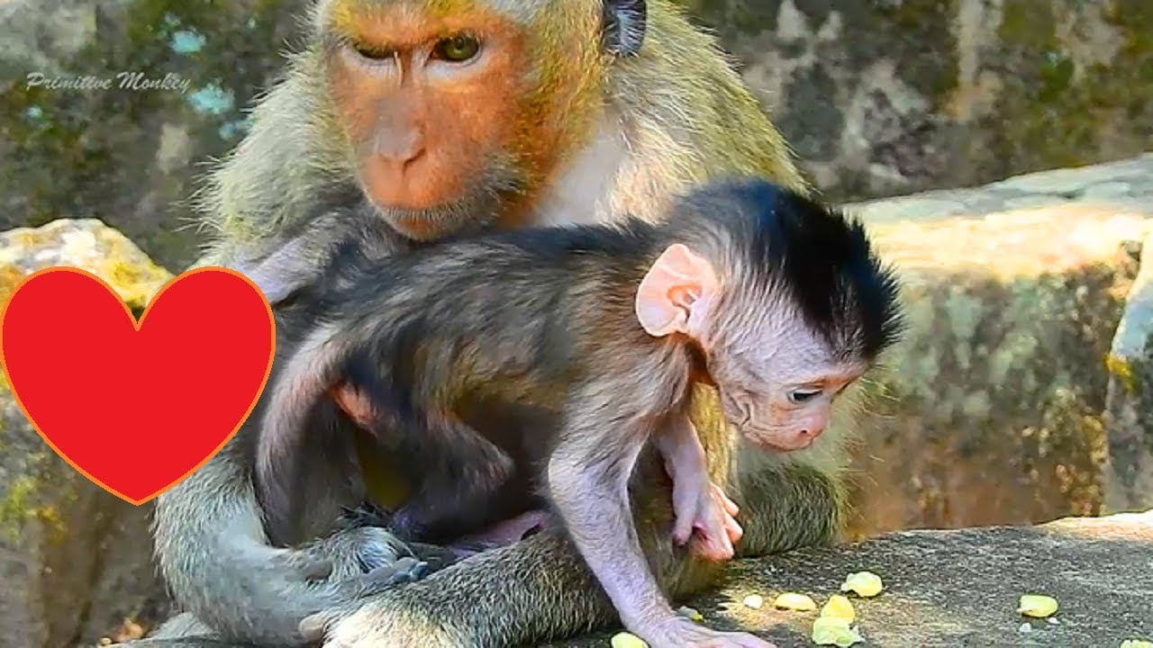 Brutus Jr Baby Monkey Very Cute and Lovely Baby Monkey, Name Brutus Jr ...