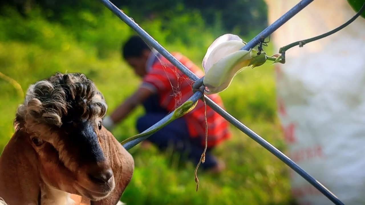 Heat season peer collects grass for goats | Hair freaky goat - YouTube