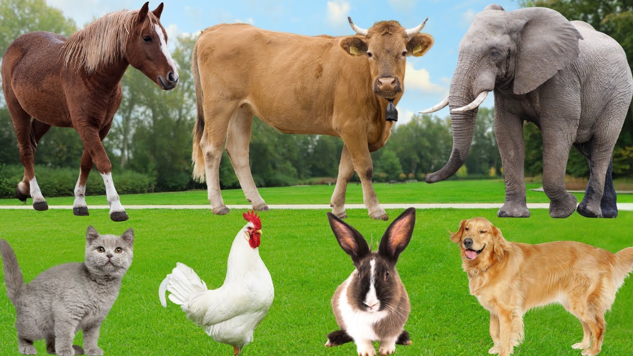 Interesting Animals: Elephant, Horse, Monkey, Sheep, Cow, Dog, Chicken ...