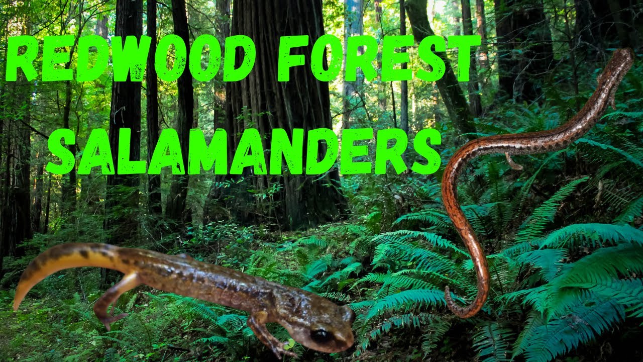Catching Salamanders and Frogs in the Redwood Forest - YouTube
