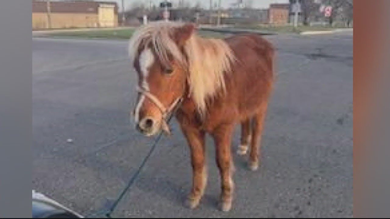 Miniature pony found wandering Detroit's west side, lassoed to scout ...