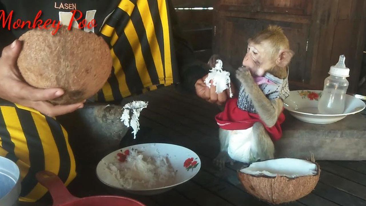 The obedient monkey Lee Lee is sitting eat coconut. - YouTube