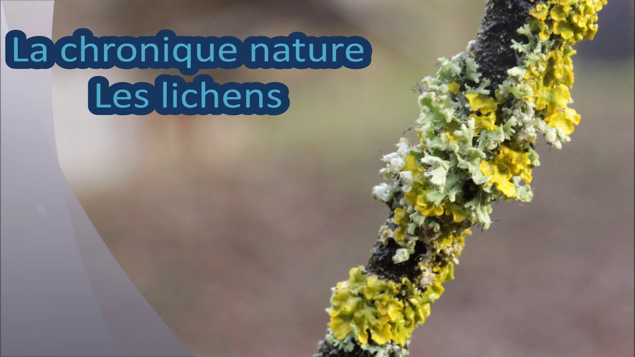 La chronique nature : les lichens - YouTube