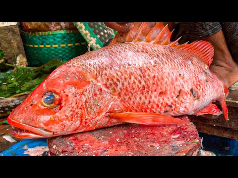 Red Coral Fish cutting skills By Expart fish cutter| Incredible Giant ...