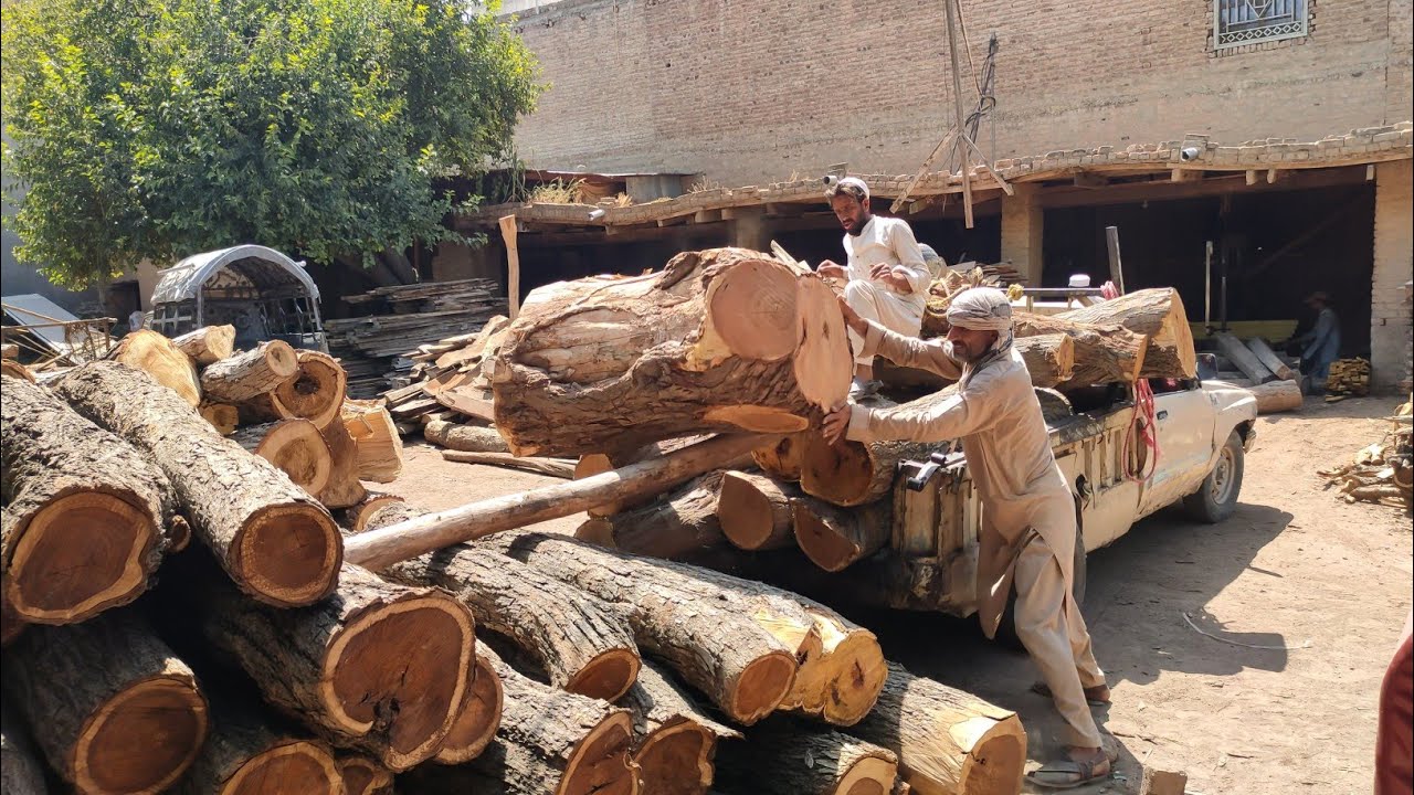 Big Logs Unloaded Through the workers | Gaint Logs | Wood Cutting ...