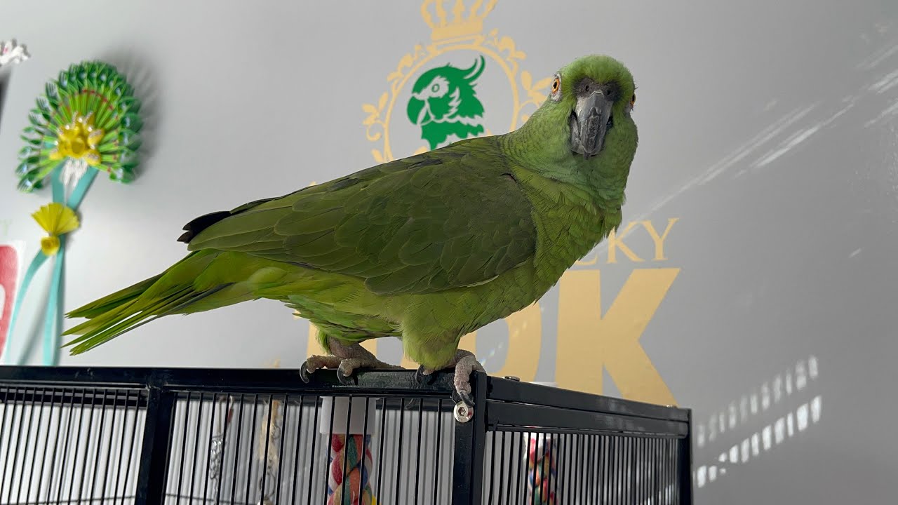 Como enséñale hablar a un loro/como cuidar un loro/loro llorando porq ...