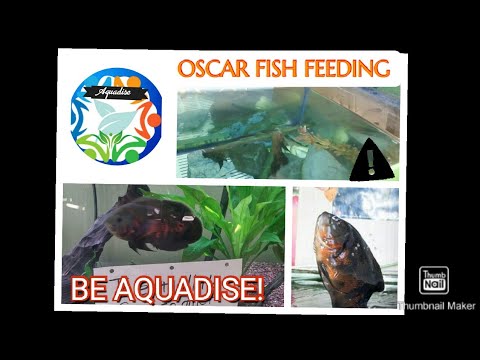 Mindblowing tiger oscar fish *feeding*...best food for oscars