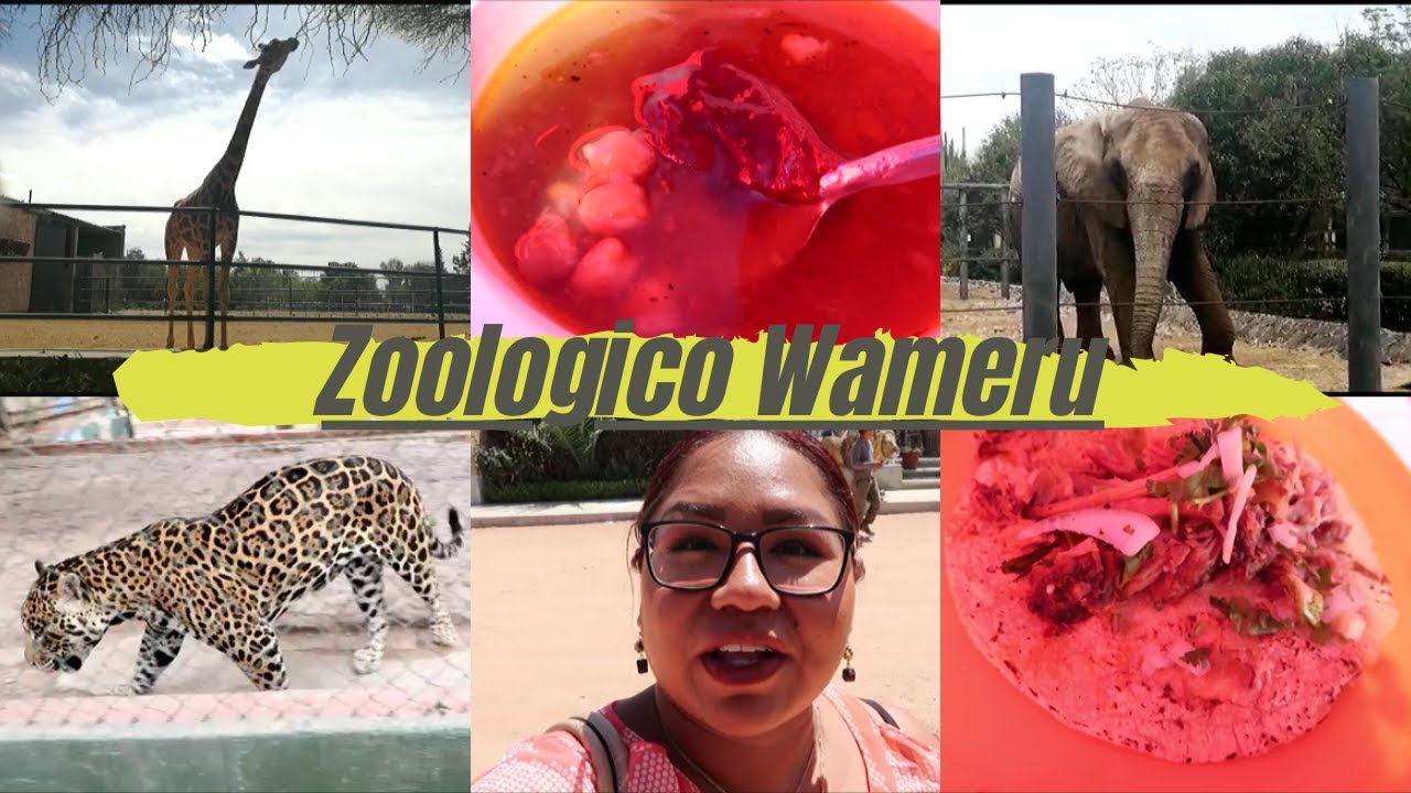 Visita al ZOOLOGICO Wameru | En Queretaro | Rincones de México - YouTube