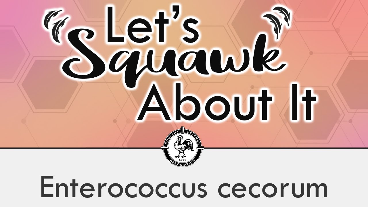 Let’s Squawk About It (S5 E1): Enterococcus cecorum - YouTube