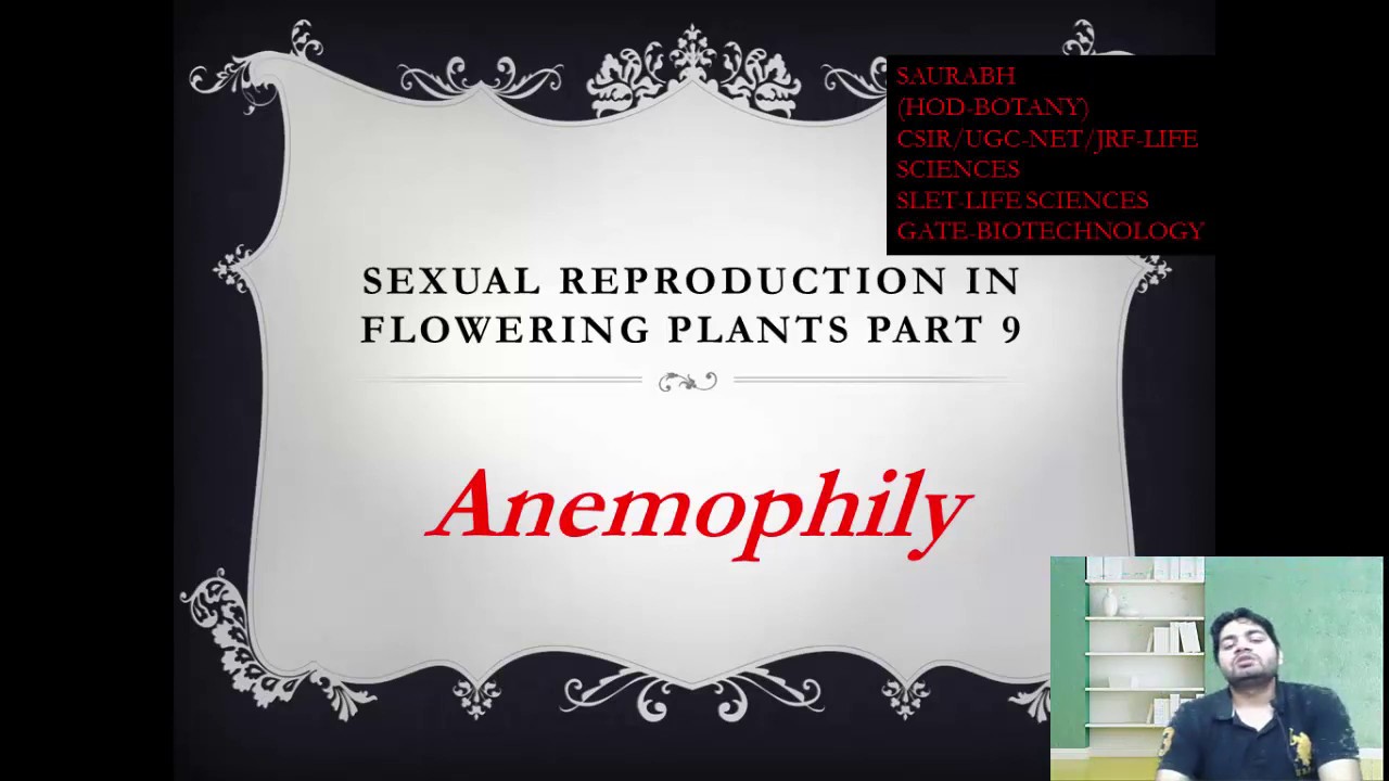 sexual reproduction in flowering plants part 9 anemophily class 12 ...