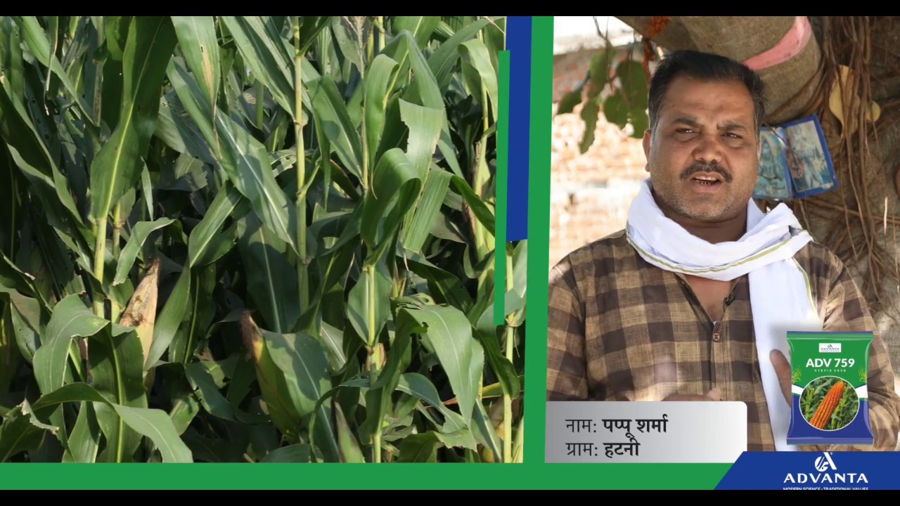 Advanta Hybrid Corn - ADV 759 (Hindi) - YouTube