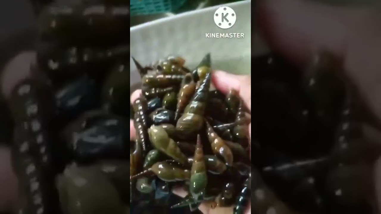 ASMR small shell(bukasit) #short - YouTube