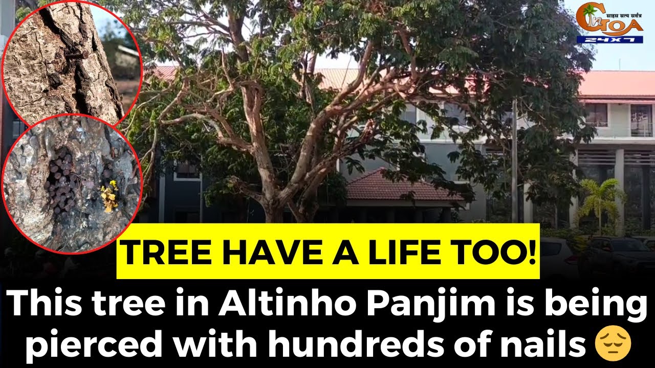 Tree have a life too! This tree in Altinho Panjim is being pierced with ...