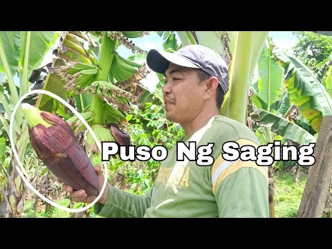 LAKATAN FARMING: Paano Palakihin ang Bunga (Good Quality) - YouTube