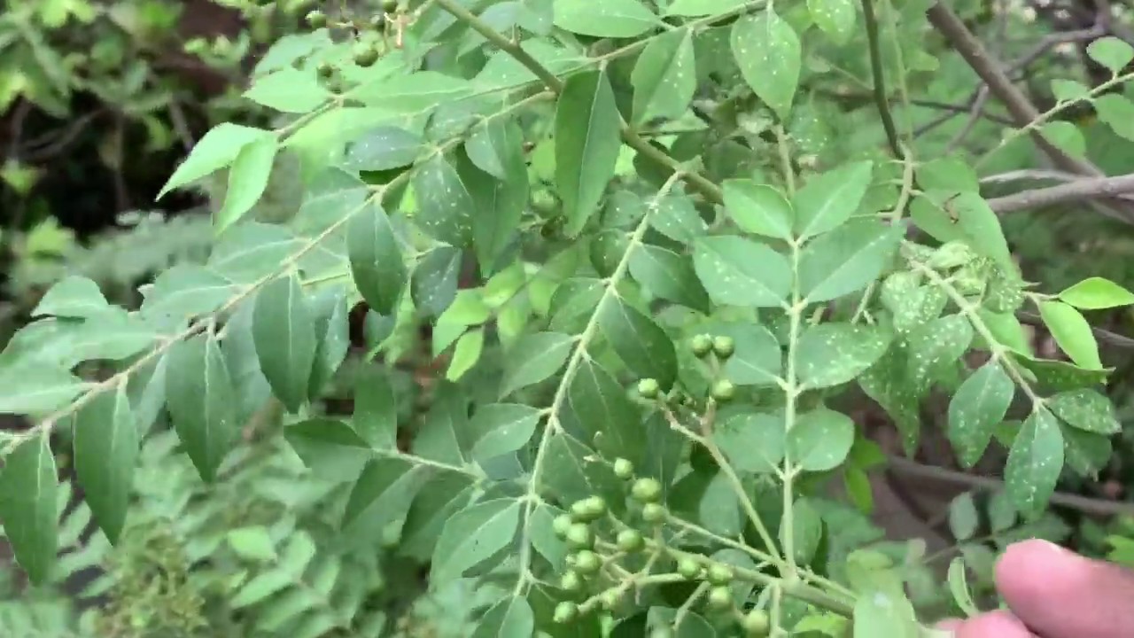 Karepak(Curryleaf) Problems - YouTube
