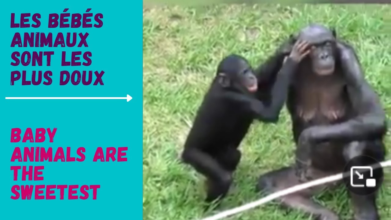 Les bébés animaux sont les plus doux / Baby animals are the sweetest ...