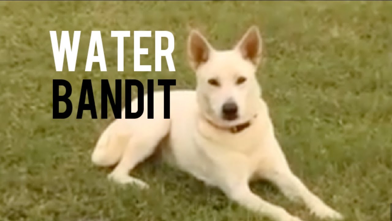 The Water Bandit Story - YouTube