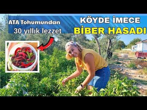 Komşularla 30 Yıllık Ata Tohumu Biber Hasadı 🌶️| Köyde İmece