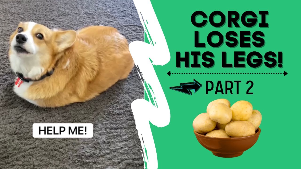 Talking corgi LOSES his legs (Part 2) #shorts - YouTube