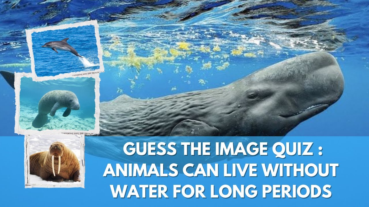 Guess the Image Quiz : Marine Mammals - YouTube