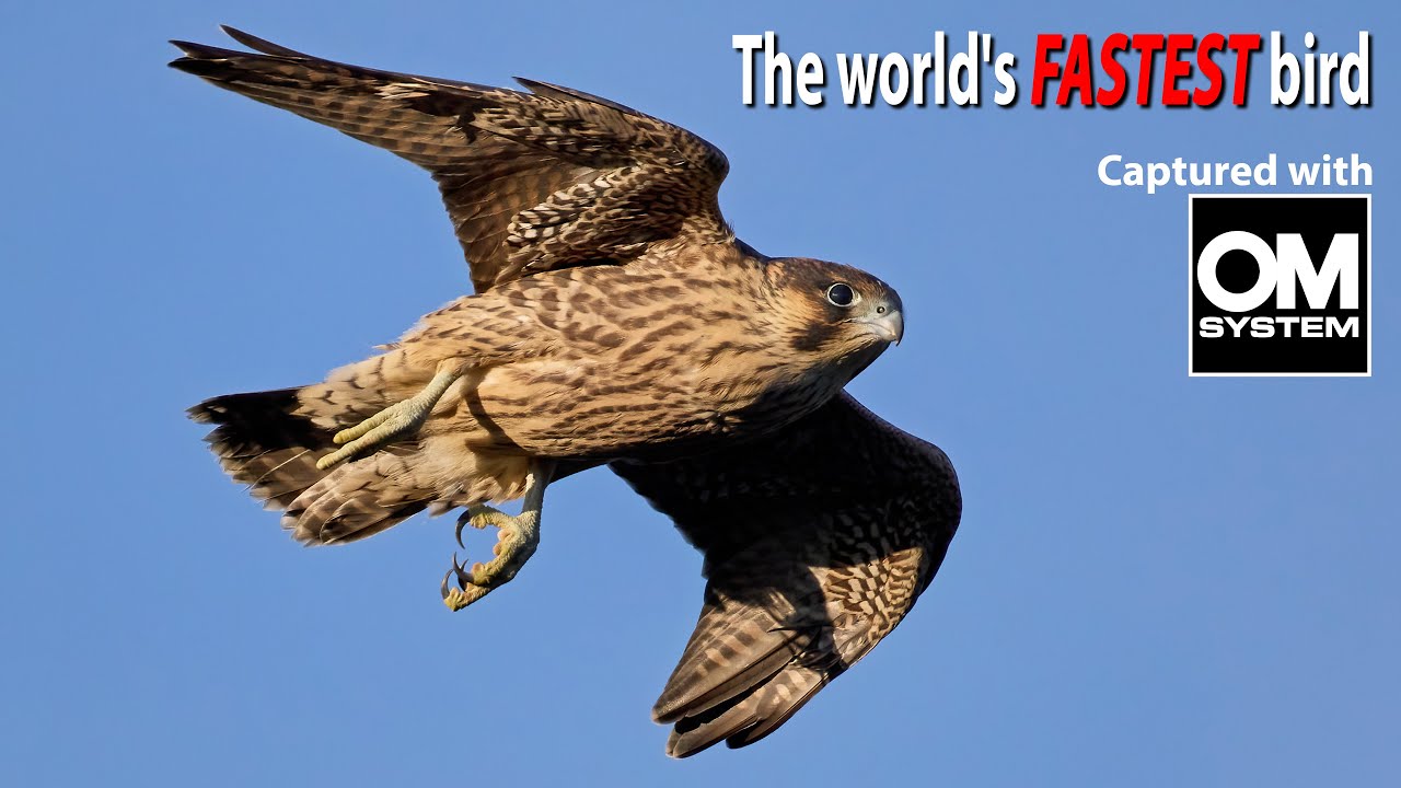 The SUPER fast Peregrine Falcons! - YouTube