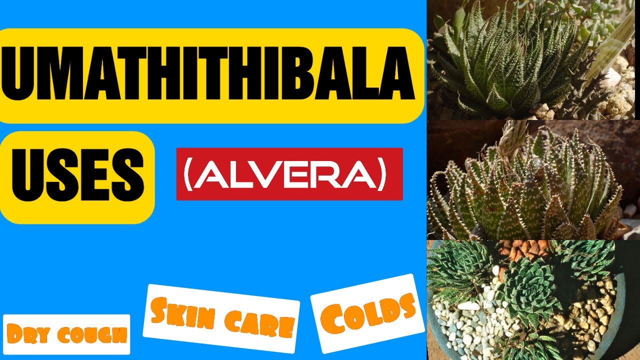HOW TO USE UMATHITHIBALA FOR RELATIONSHIP - YouTube