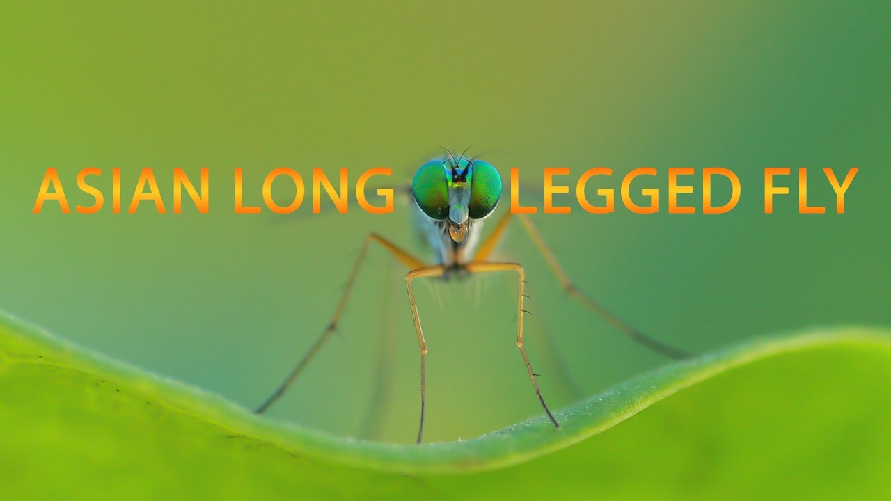 Asian Long Legged Fly (condylostylus) Macro 4K video Canon R6 Mark ii ...
