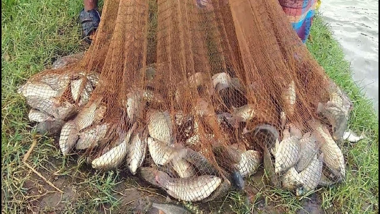 Best Cast Net Fishing Video-Catching Fish After Raining in The Lake ...