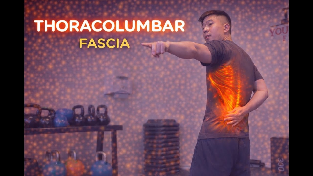 Thoracolumbar Fascia: Protecting the Lumbar Spine with its Three-Layer ...