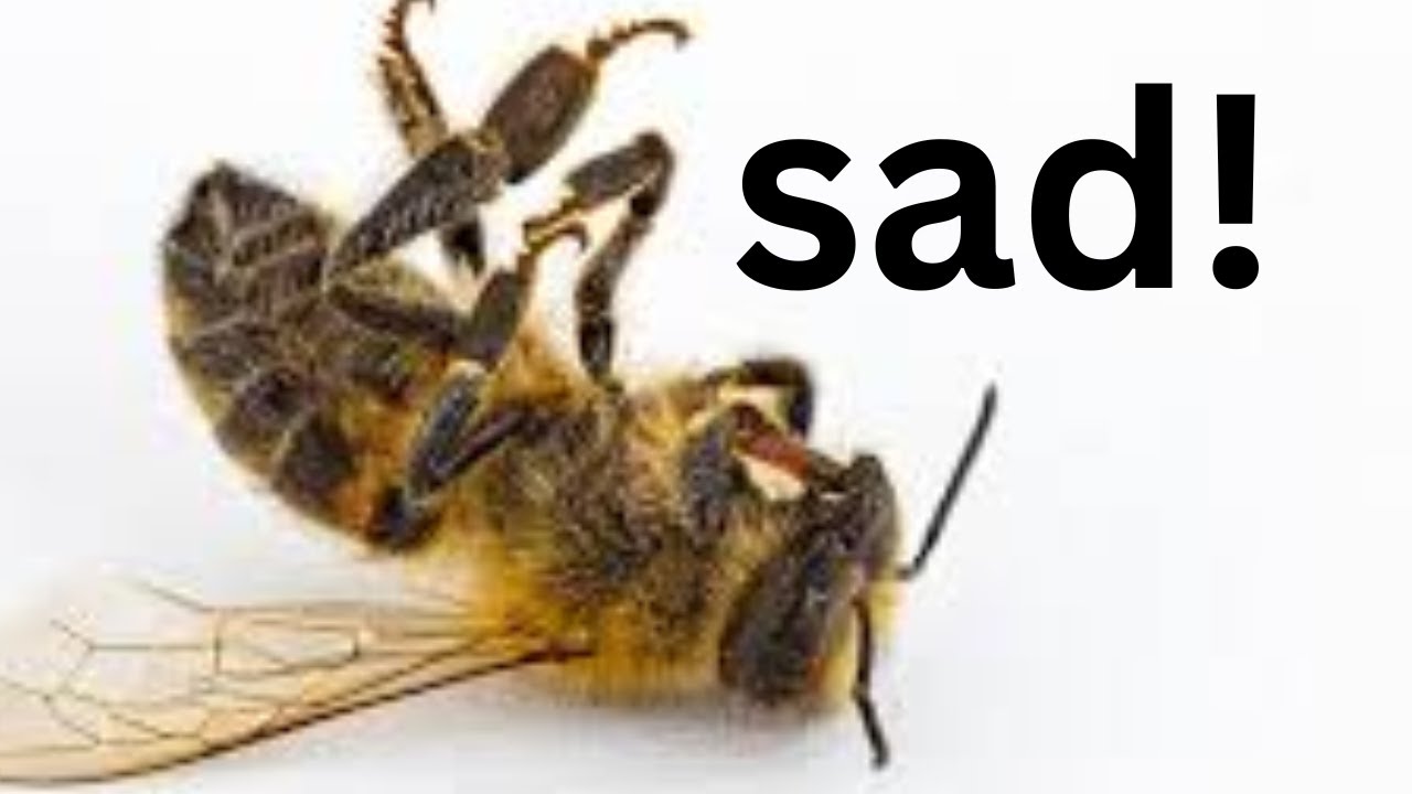 🔴worlds top 10 dire consequences of bee extinction - YouTube