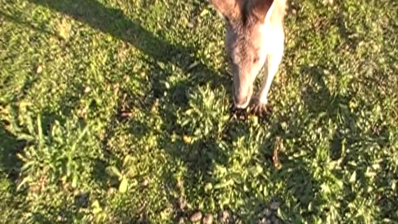 Kangaroo Chases Man - YouTube