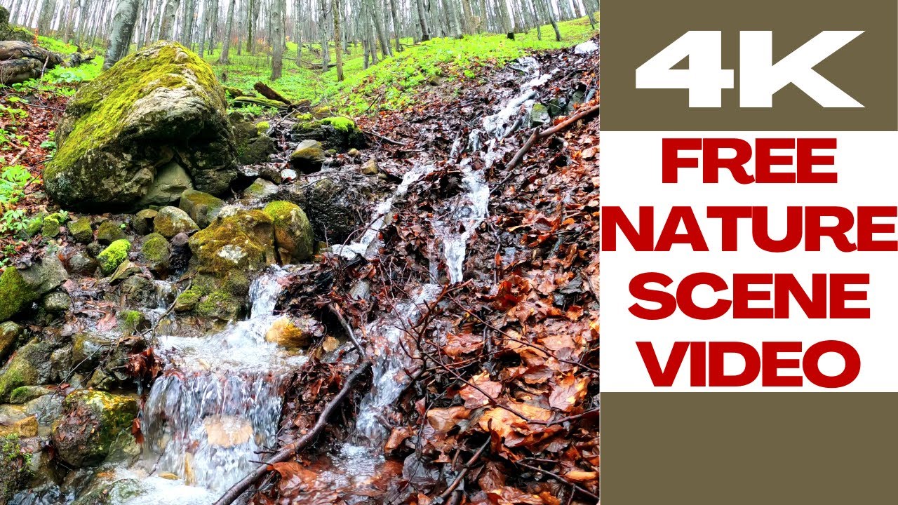 nature 4K 654 🌳 Free Nature Scene Video - YouTube