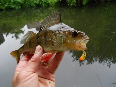 Dropshot fishing for canal perch, and a look at my gear (June 2013 ...