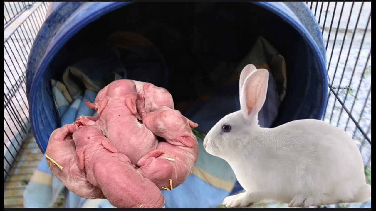 Newborn Baby Rabbits Rabbit Giving Birth To Her Baby