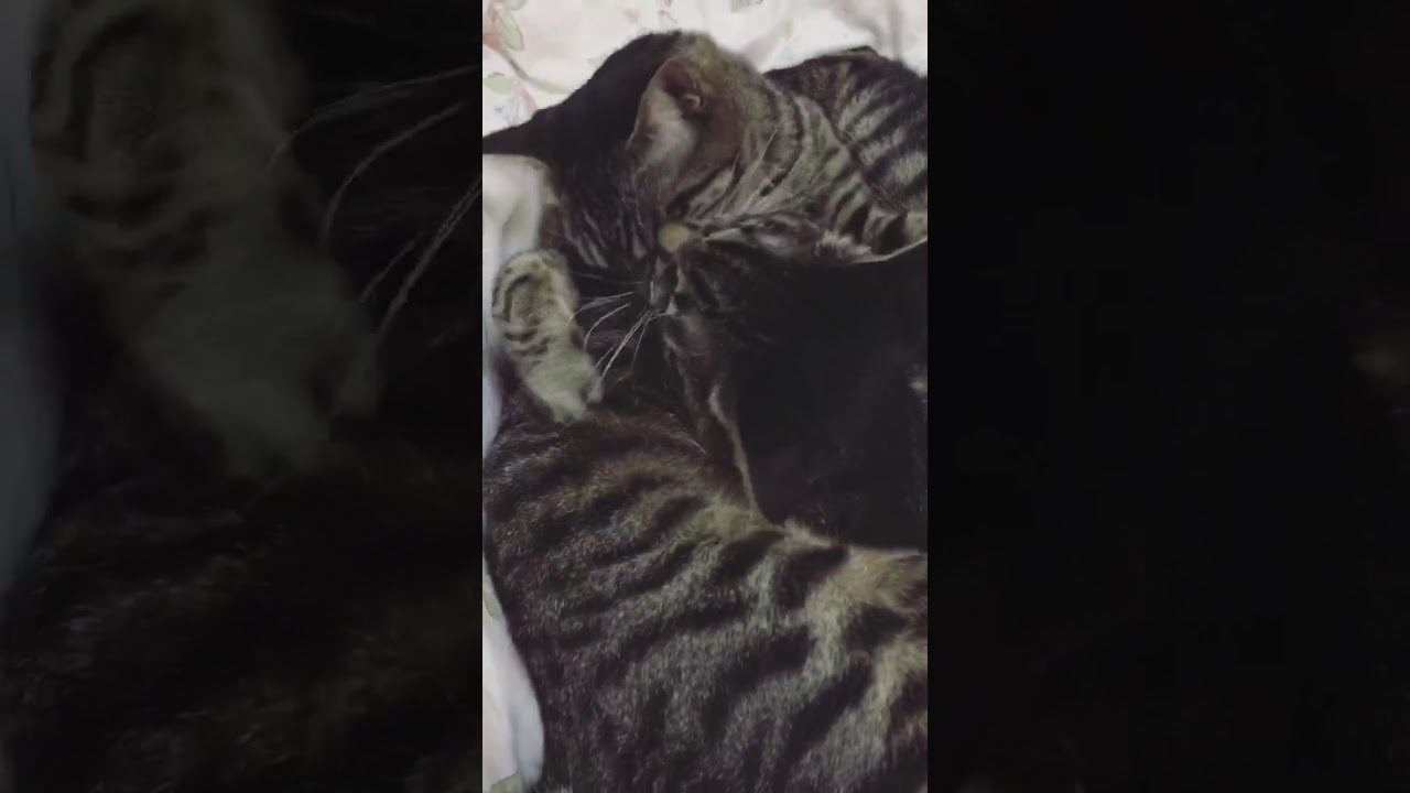 Hug and fight - YouTube